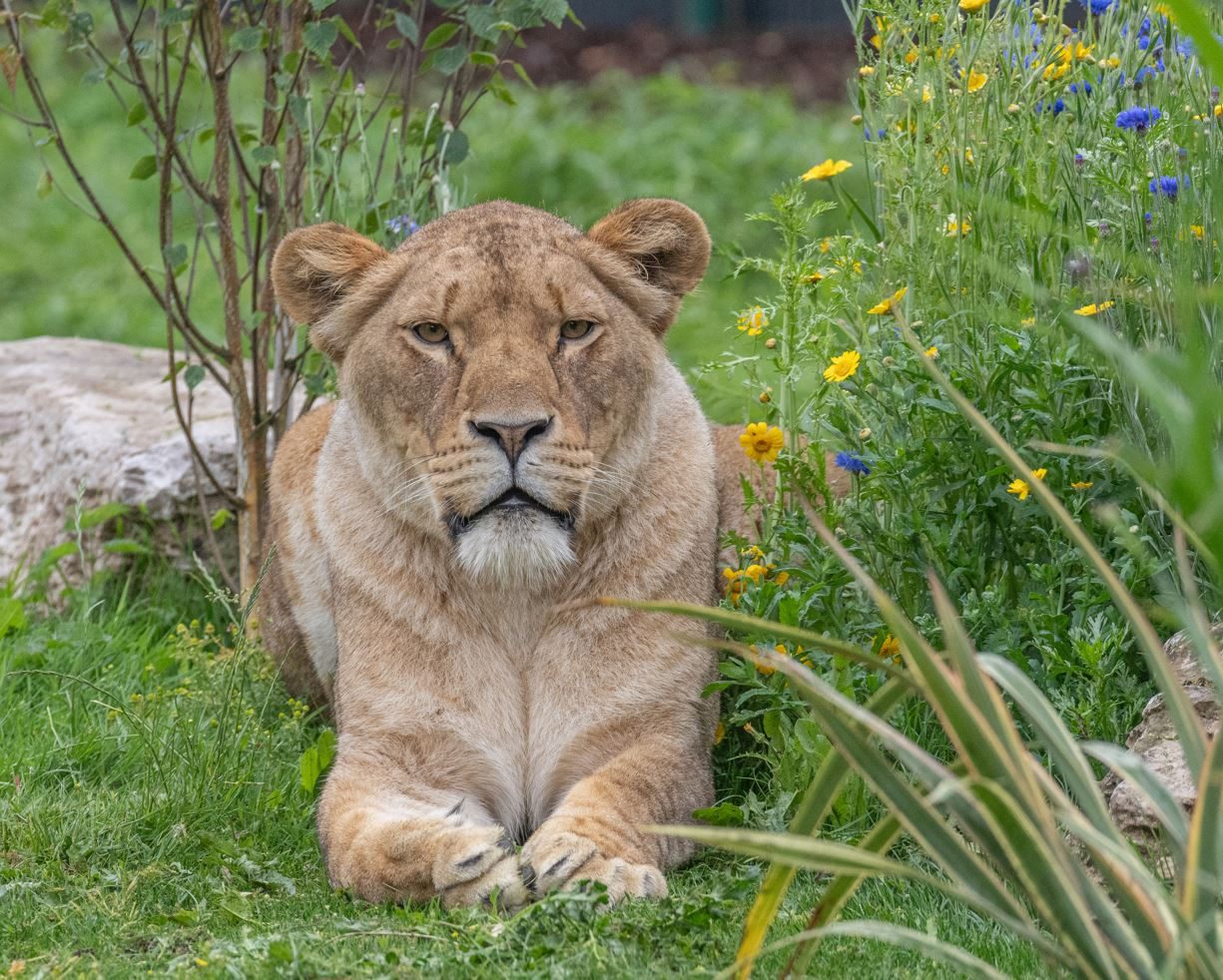 One Of The UK s Top Animal Parks Blackpool Zoo One Of The UK s Top Animal Parks Blackpool Zoo